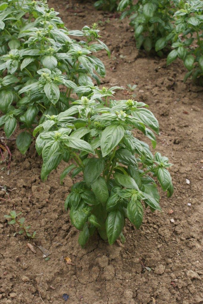 Basilico Italiano Classico 50 g - Arcoiris sementi biologiche ...