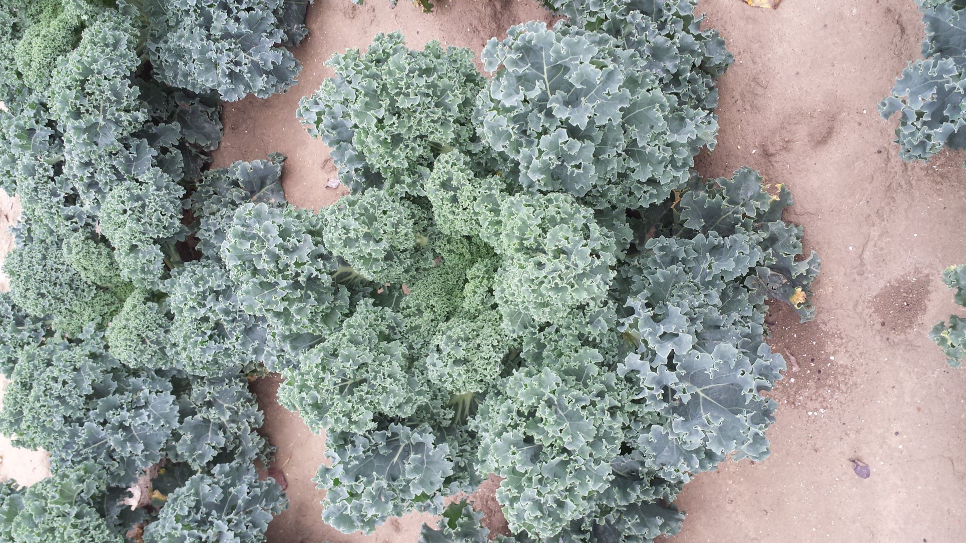 Cavolo riccio Westlandse Herfst 500 gr - Arcoiris sementi biologiche ...