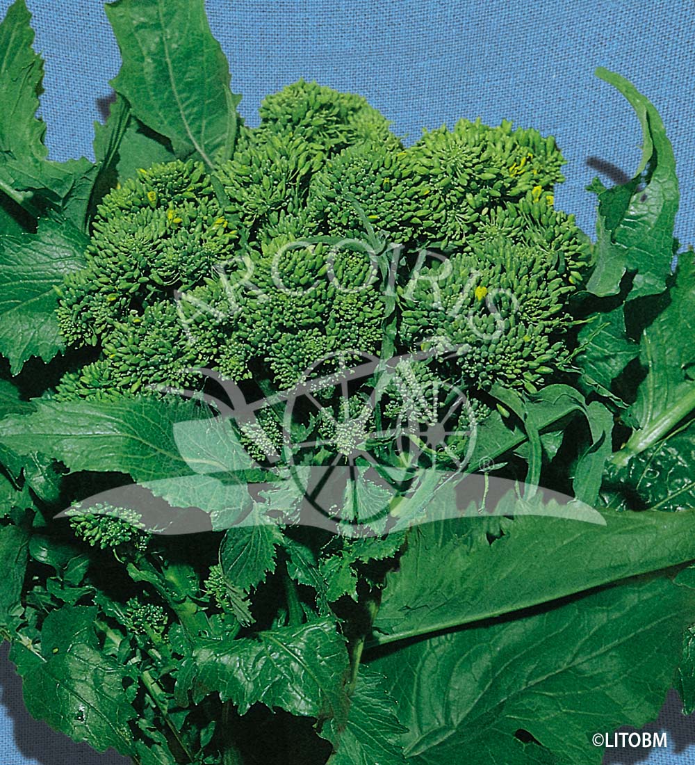 Cima di rapa sessantina 20 KG - Arcoiris sementi biologiche - Prodotti - Arcoiris srl