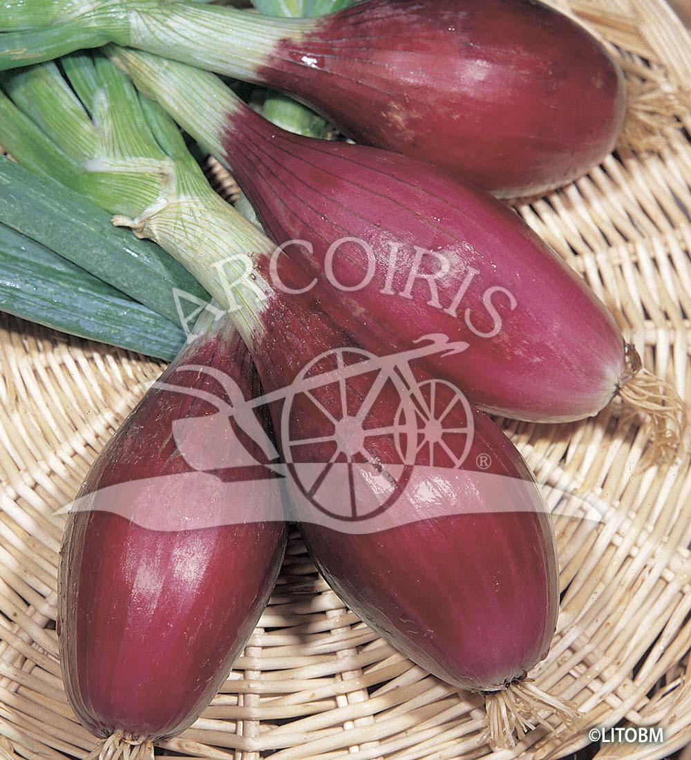 Cipolla Rossa Lunga di Firenze 100 g - Arcoiris sementi biologiche ...