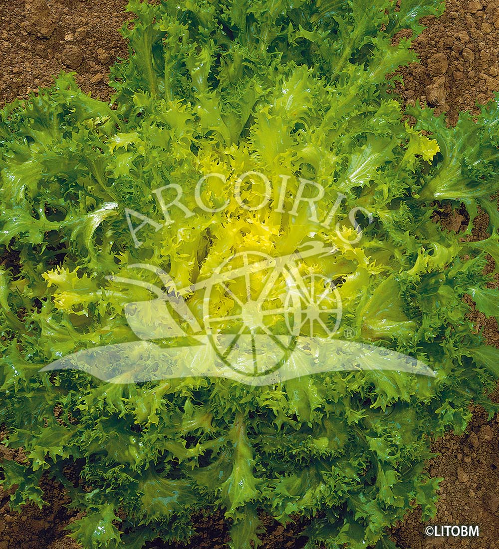 Indivia riccia a Cuor D'oro 25 g - Arcoiris sementi biologiche ...