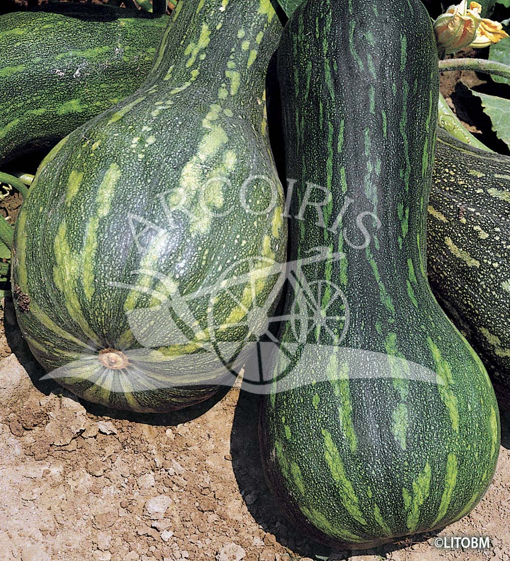 Zucca moscata lunga di Napoli 25 g - Arcoiris sementi biologiche ...